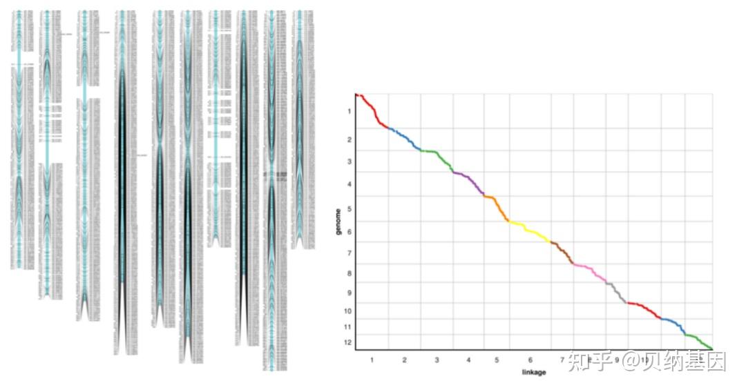 Hyper-seq测序应用——遗传图谱与QTL定位 - 知乎