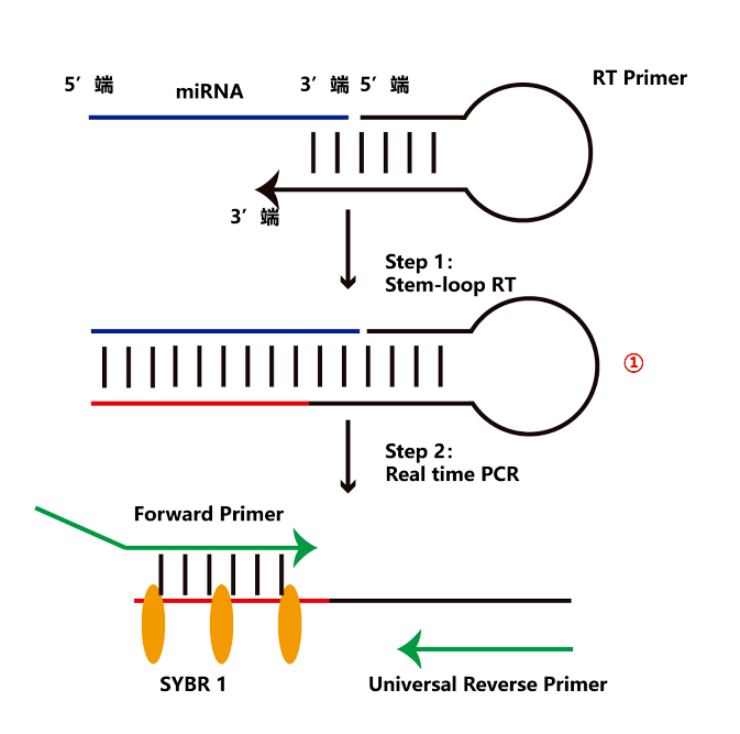 干货 | 初学者的福利！手把手教会你miRNA定量检测解析！ - 知乎