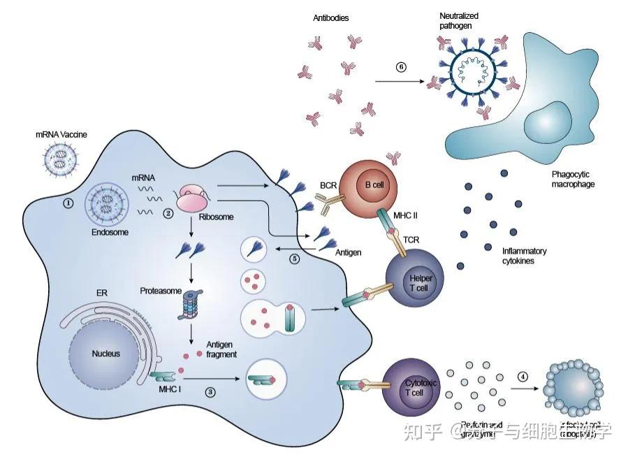 【干货】一文读懂MHC分子与APC细胞及T细胞之间的关联