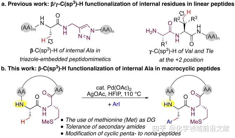 北京理工大学姚波Org. Lett.：蛋氨酸导向的β-C(sp³)−H芳基化对头尾环肽的组装后修饰 - 知乎