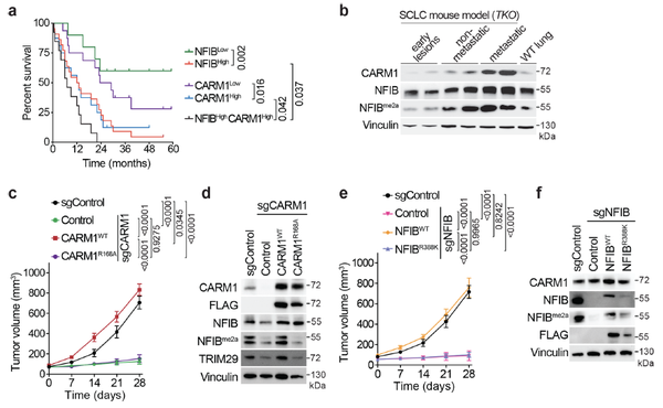 Nat Commun︱德州大学安德森癌症研究中心科研团队发现蛋白甲基转移酶CARM1可作为小细胞肺癌的有效治疗靶点 - 知乎