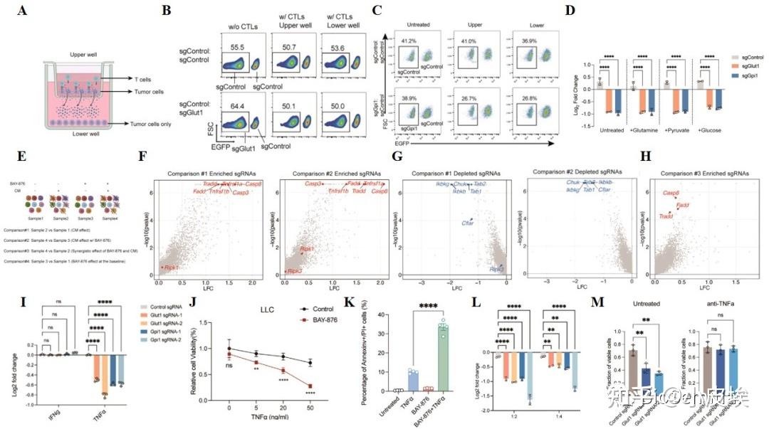 Cell Metabolism | 最新发现：糖酵解助力肿瘤细胞免疫逃逸机制 - 知乎