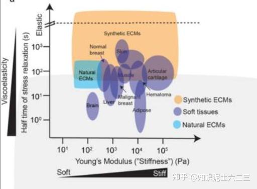 细胞外基质 (ECM) 中主要成分的力学特性及它们如何影响细胞行为? - 知乎