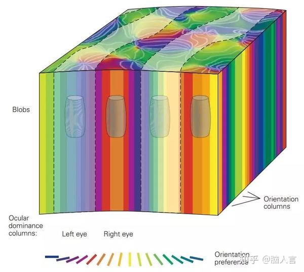 鼠年说鼠丨鼠的眼神儿为什么不好？——鼠的视觉 - 知乎