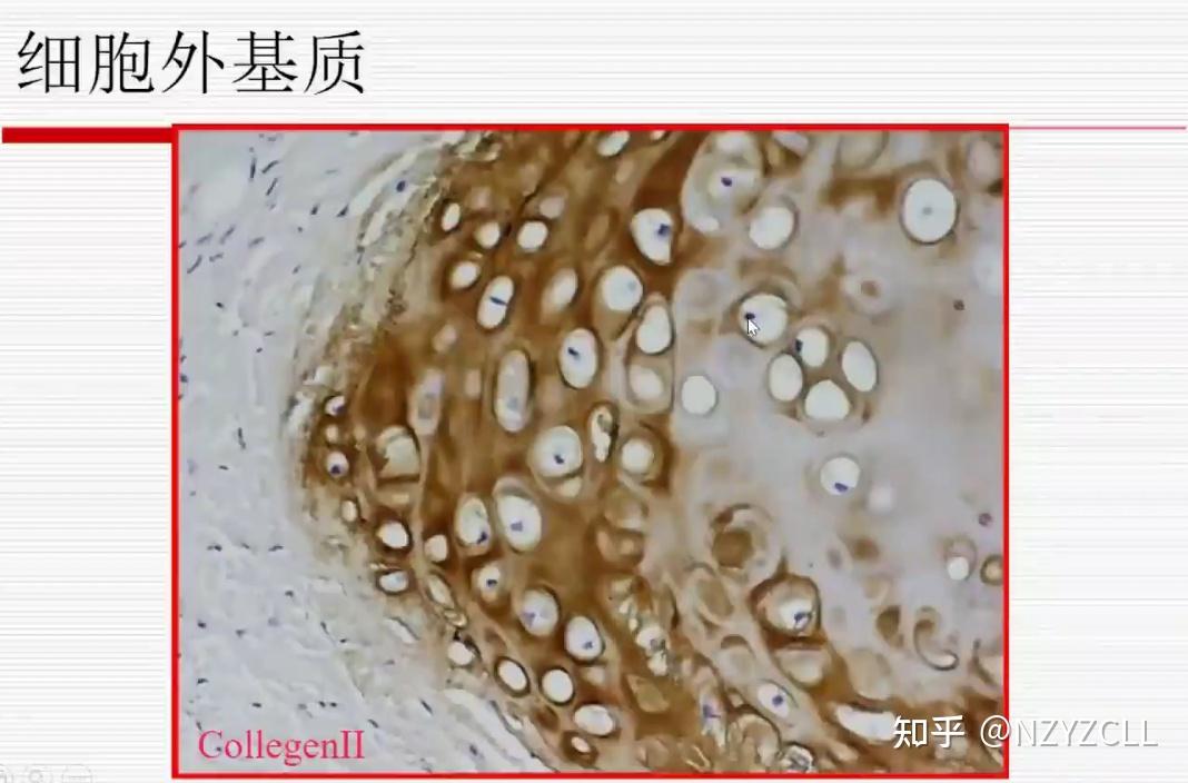 免疫组织化学实验IHC - 知乎