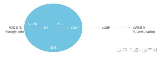 玩转Sanger测序仪丨专题七：ALDH2基因多态性检测 - 知乎