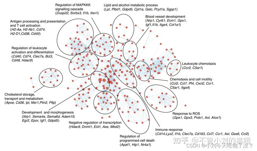 Go Term功能网络，富集网络，功能网络绘制，r语言，cytoscape 知乎