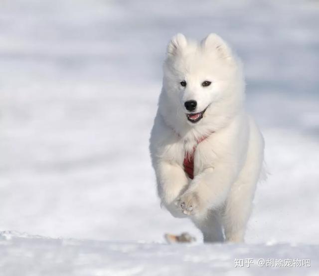 萌宠百科——傻白甜的萨摩耶犬（Samoyed） - 知乎