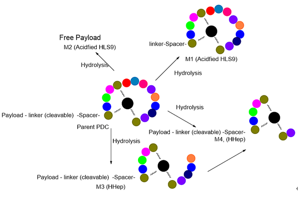 PDC药物的靶向释放原理与代谢产物鉴定研究策略 - 知乎