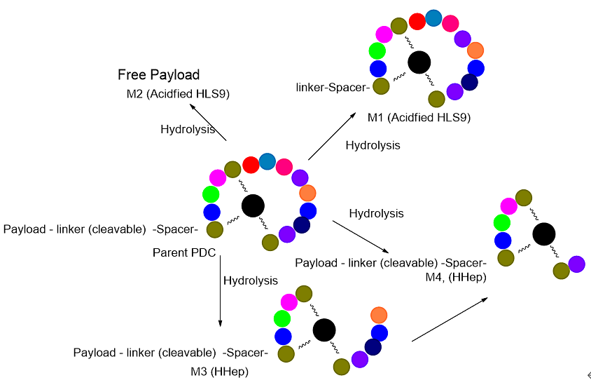 PDC药物的靶向释放原理与代谢产物鉴定研究策略 - 知乎