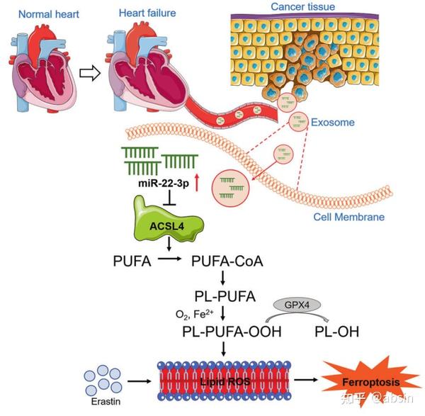 国自然热点课题 | 外泌体与血管生成研究攻略 - 知乎