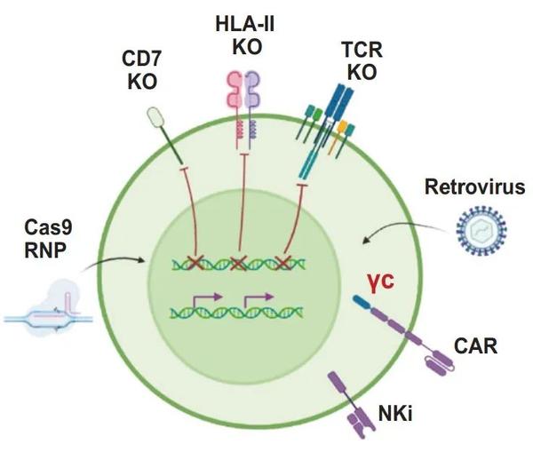 CR (IF=46) | 浙江大学首次证明同种异体CD7-CAR-T细胞对治疗血液恶性肿瘤安全有效 - 知乎