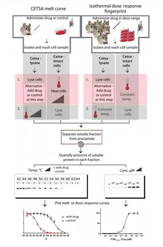 技术| Cellular Thermal Shift Assay（CETSA） - 知乎