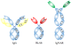 鲨鱼抗体IgNAR及其药物研发公司介绍 - 知乎