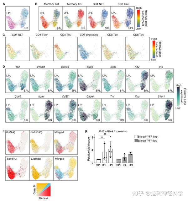 Sci Immun︱加州大学团队发现病毒感染后调控肠道驻留型CD4+T细胞效应和记忆基因的关键转录程序 - 知乎