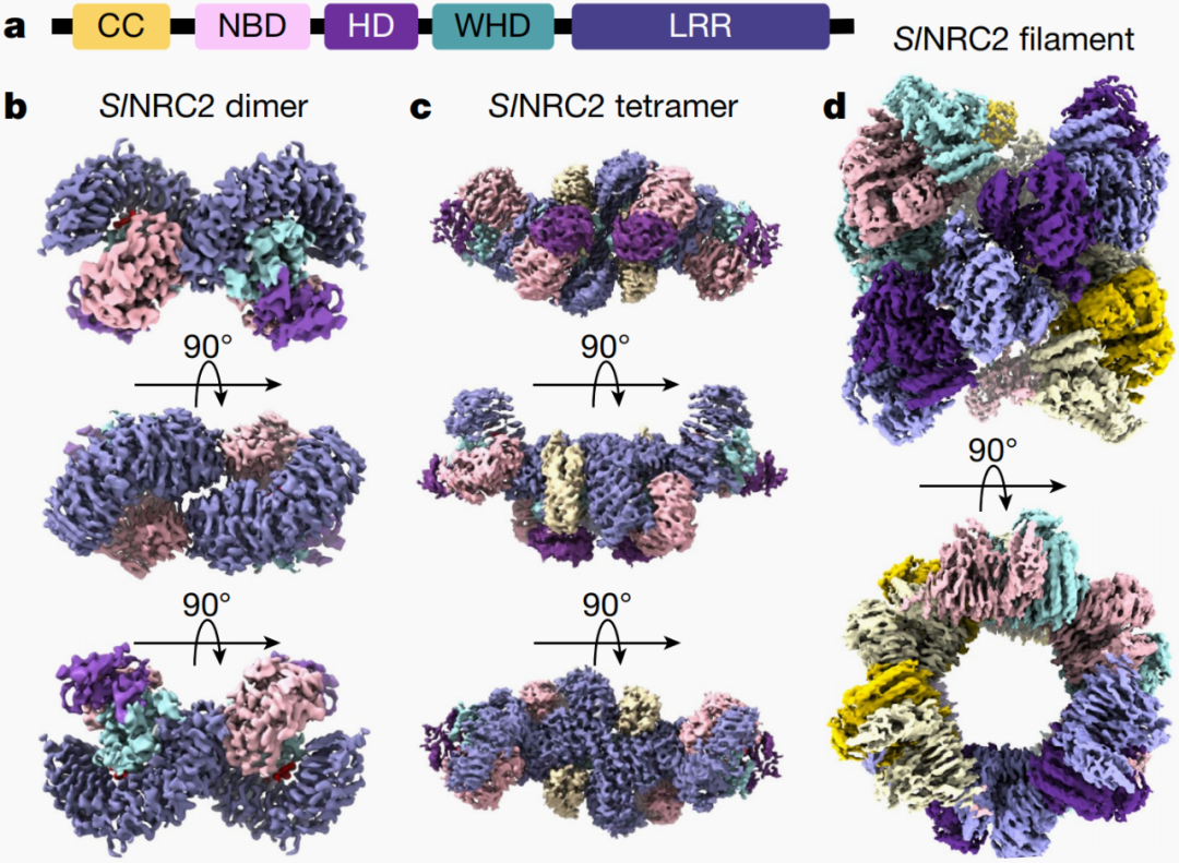 从“单兵作战”到“团队协作”——蛋白寡聚化 - 知乎
