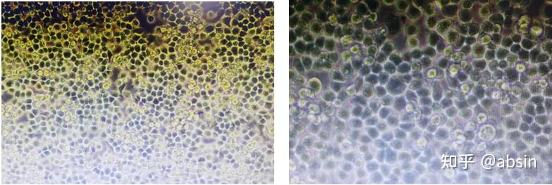 RAW 264.7细胞培养攻略 - 知乎