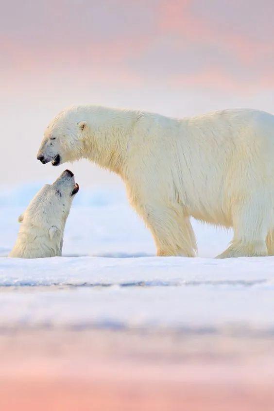 史上最全北极熊的旅程攻略｜ARCTIC 登陆北极点｜100%看北极熊去哪？ - 知乎