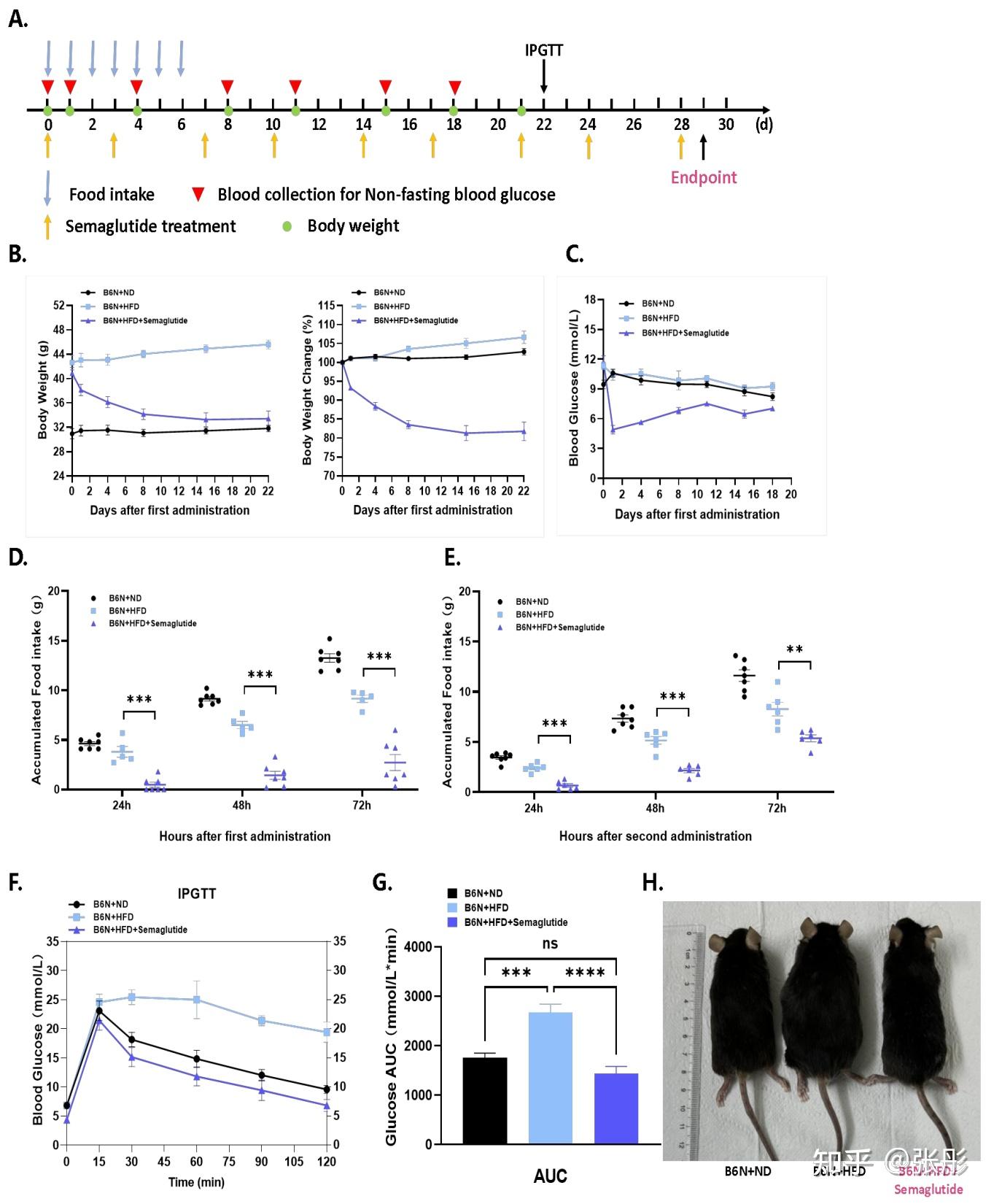 DIO-B6小鼠｜高脂饮食诱导的肥胖小鼠模型（DIO） - 知乎