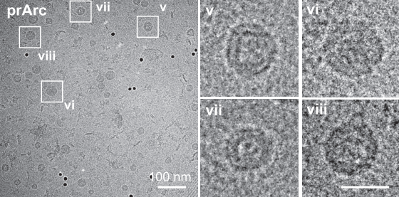 神经系统全新交流方式？Arc在神经元间传递RNA - 知乎