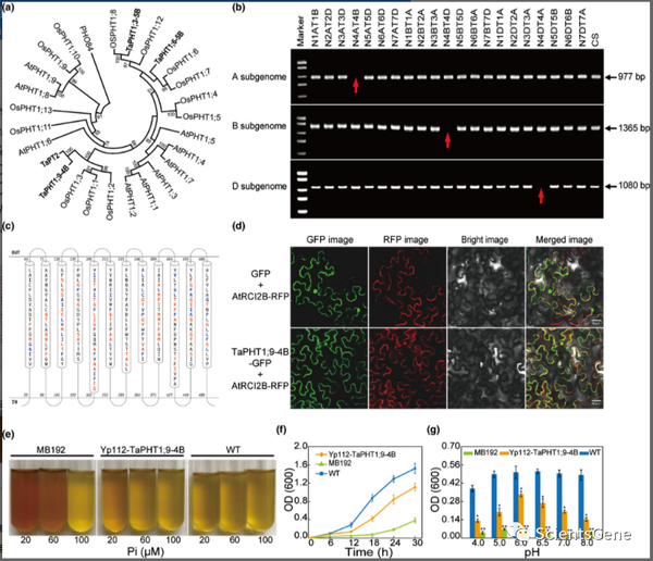 【New Phytol】TaPHT1;9-4B及其转录调节因子TaMYB4-7D有助于面包小麦对磷酸盐的吸收和植物生长 - 知乎