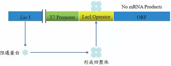蛋白表达的好帮手-pET载体 - 知乎