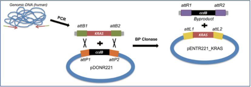 分子克隆——Gateway 克隆 - 知乎