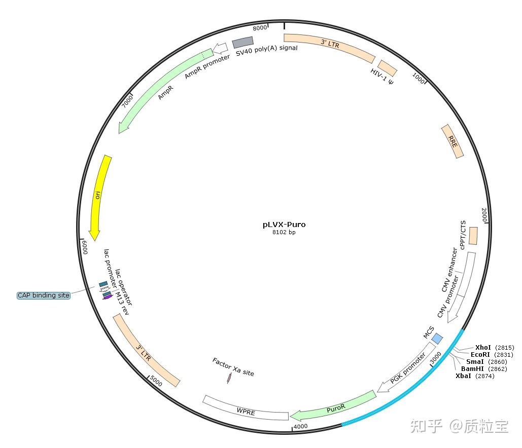 慢病毒荧光蛋白表达载体 - 知乎