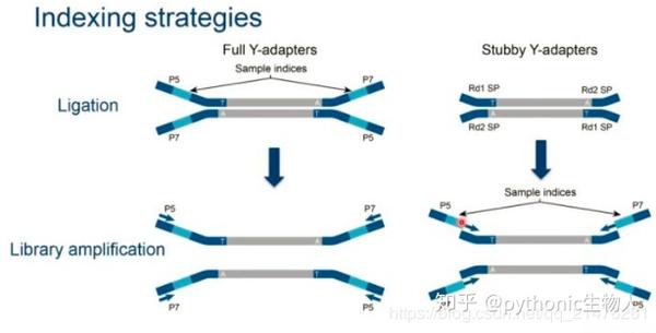 NGS测序基础01-文库构建（Library Preparation） - 知乎