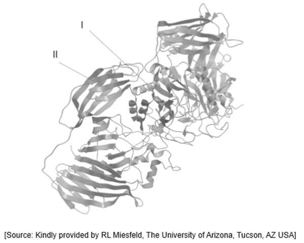 Topic 2.5 Enzymes 酶 - 知乎