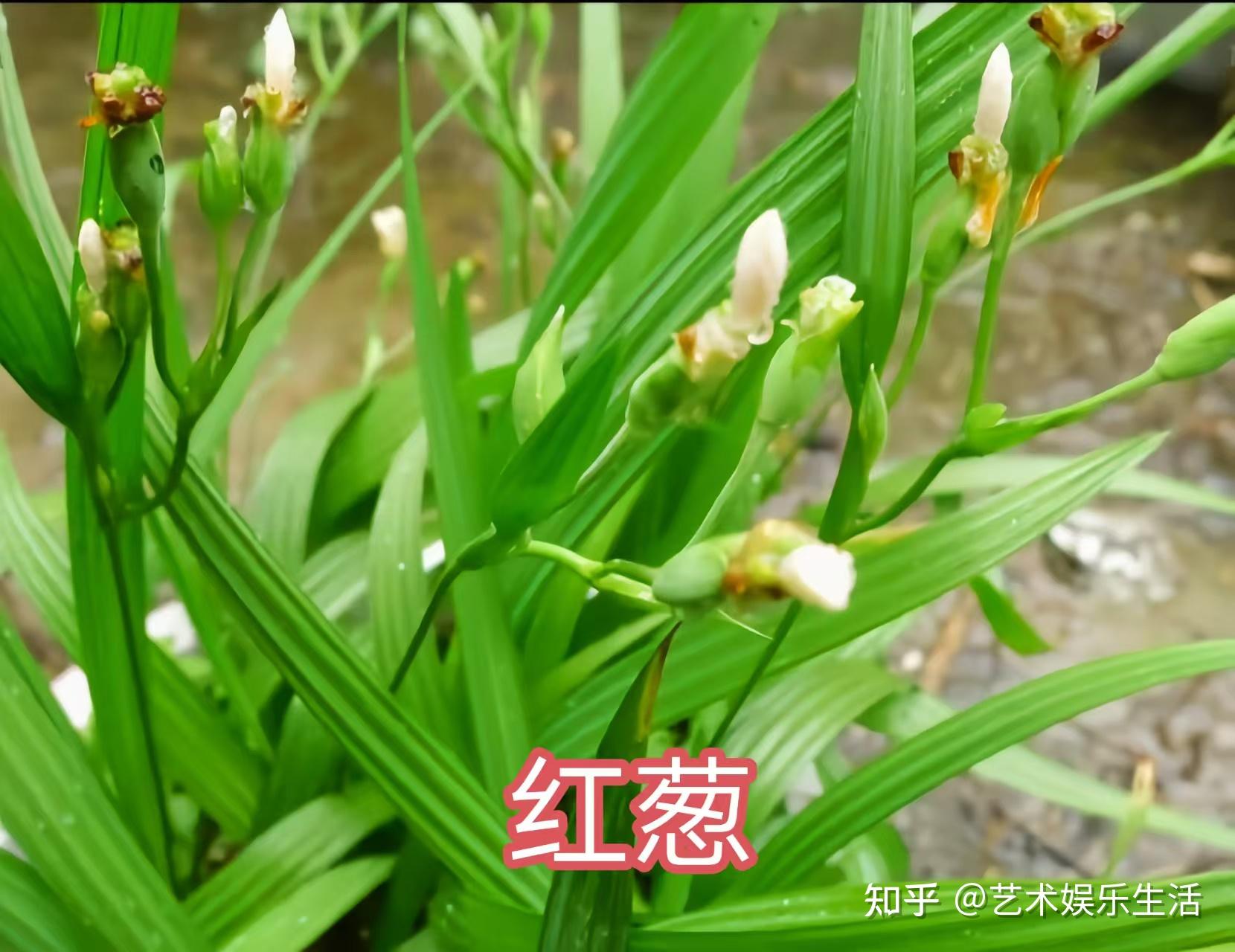 36种葱属的植物，常吃的葱蒜韭菜都是葱属植物 - 知乎