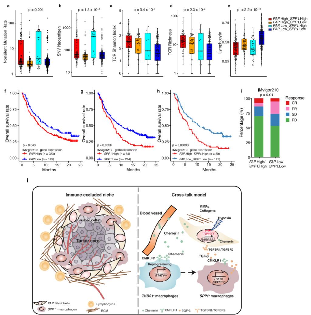 Nat.Commun | 单细胞+空间联合分析 ！揭示结直肠癌中FAP+成纤维细胞和SPP1+巨噬细胞的互作 - 知乎