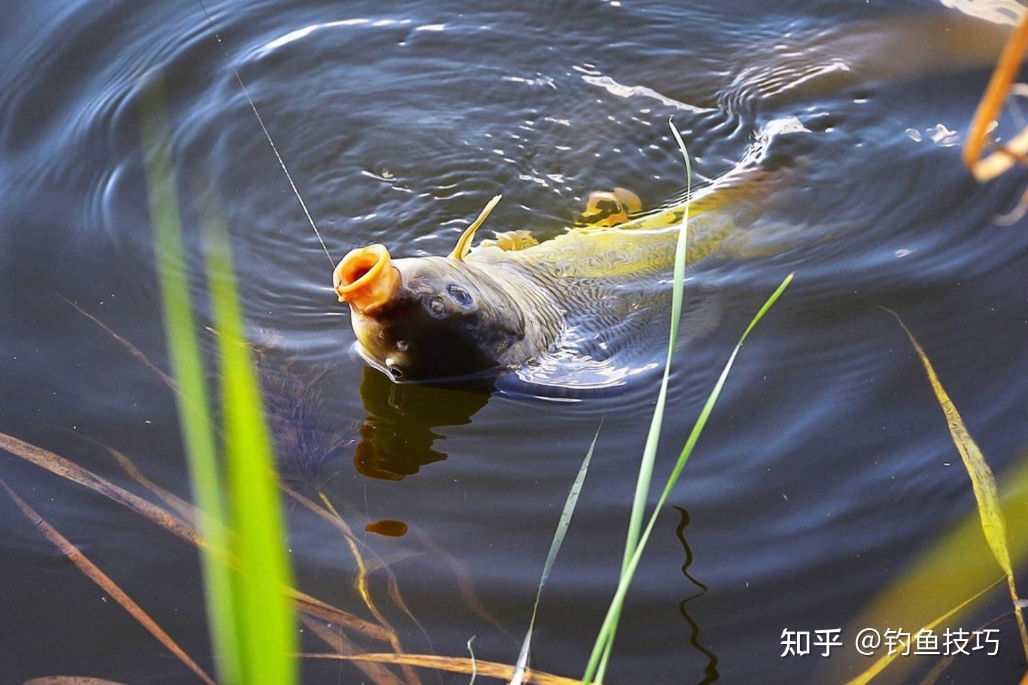 春季野钓大鲤鱼，窝料和钓饵的最佳组合，大幅提高大鲤鱼的咬钩率 知乎