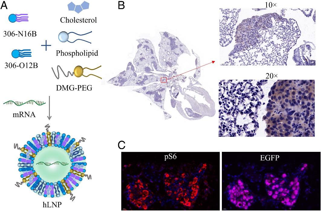 PNAS | Lung-selective mRNA delivery of synthetic lipid nanoparticles ...