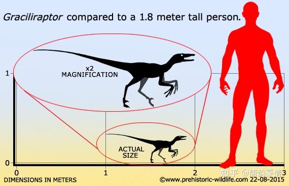 伶盗龙/迅猛龙、窃蛋龙、小盗龙、巨盗龙的区别 ——浅谈raptor的来源及恐龙命名法则 - 知乎