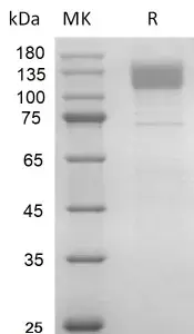 全长5次跨膜蛋白CD133--经典的肿瘤干细胞标志物 - 知乎