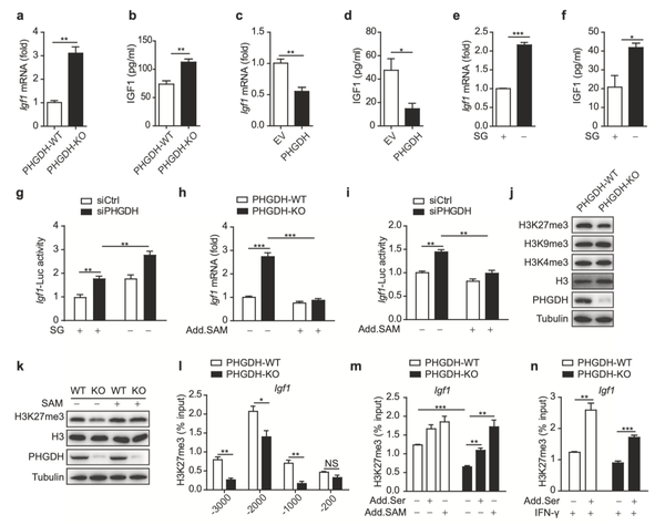 Nature子刊CMI丨丝氨酸代谢对巨噬细胞极化的调控作用 - 知乎