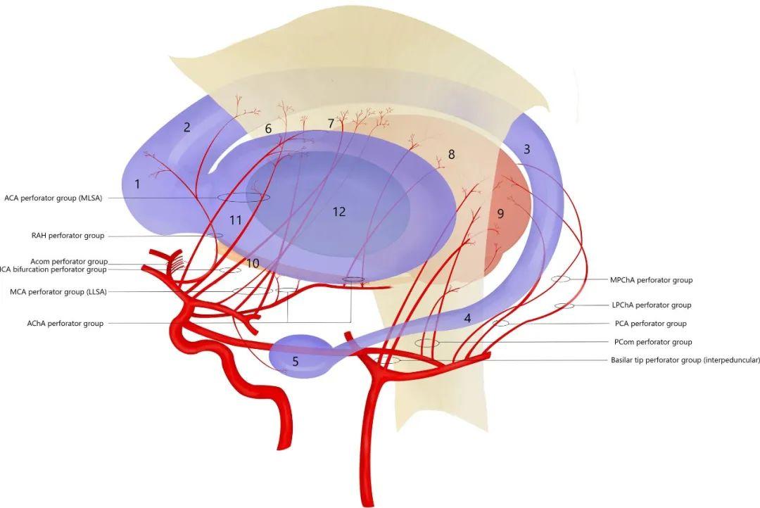 丘脑多图详解 - 知乎
