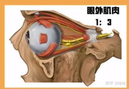 运动单位（motor unit) - 知乎