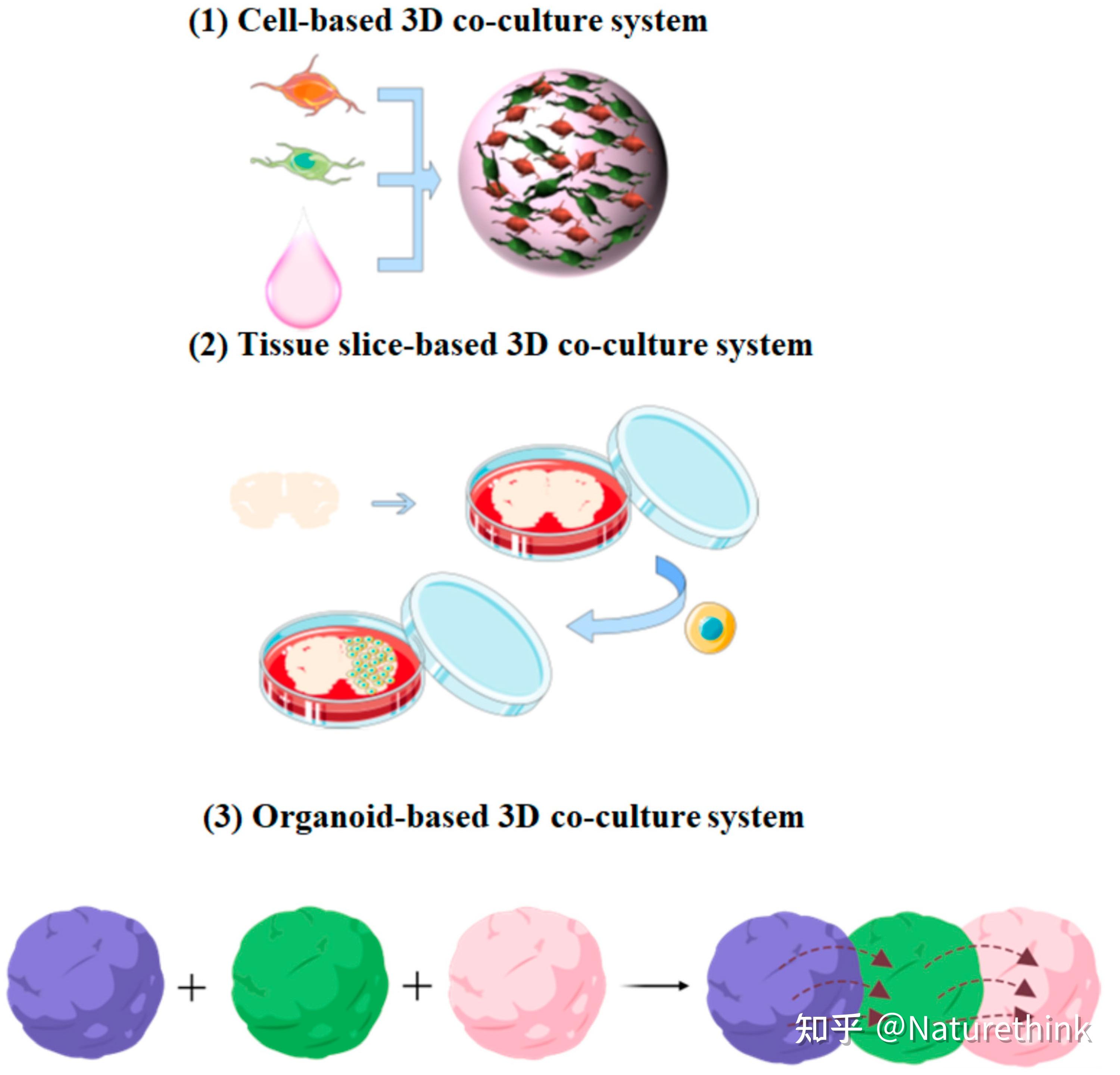 从2D到3D共培养系统：研究神经细胞相互作用的共培养模型 - 知乎