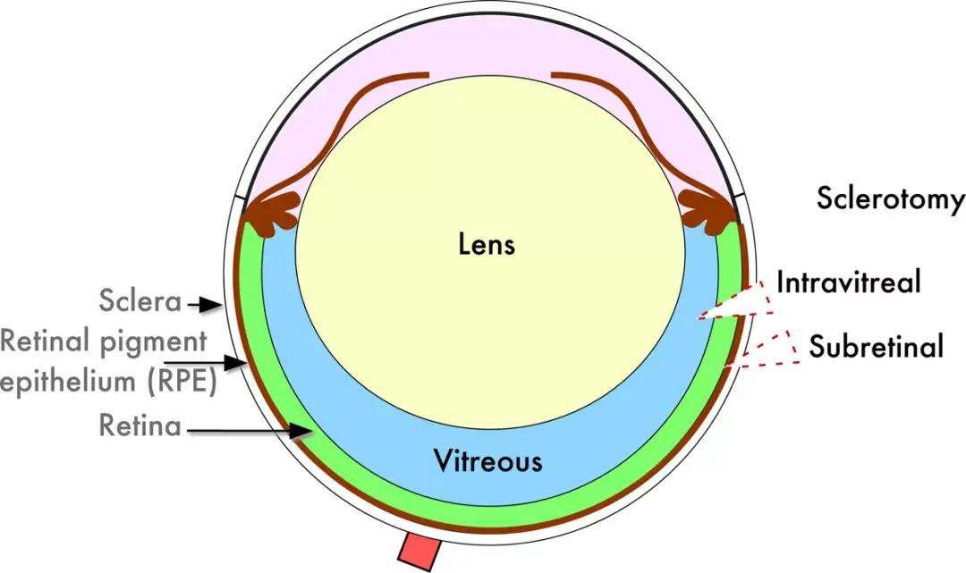 实操技巧 | 小鼠眼球注射实验操作和方法，让你的科研更进一步！ - 知乎