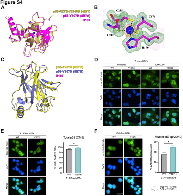 Can Dis | 发现p53触发免疫功能杀死肿瘤新机制 - 知乎