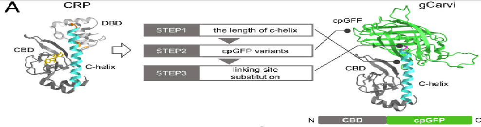 一文明白---cAMP特异性荧光探针的选择 - 知乎