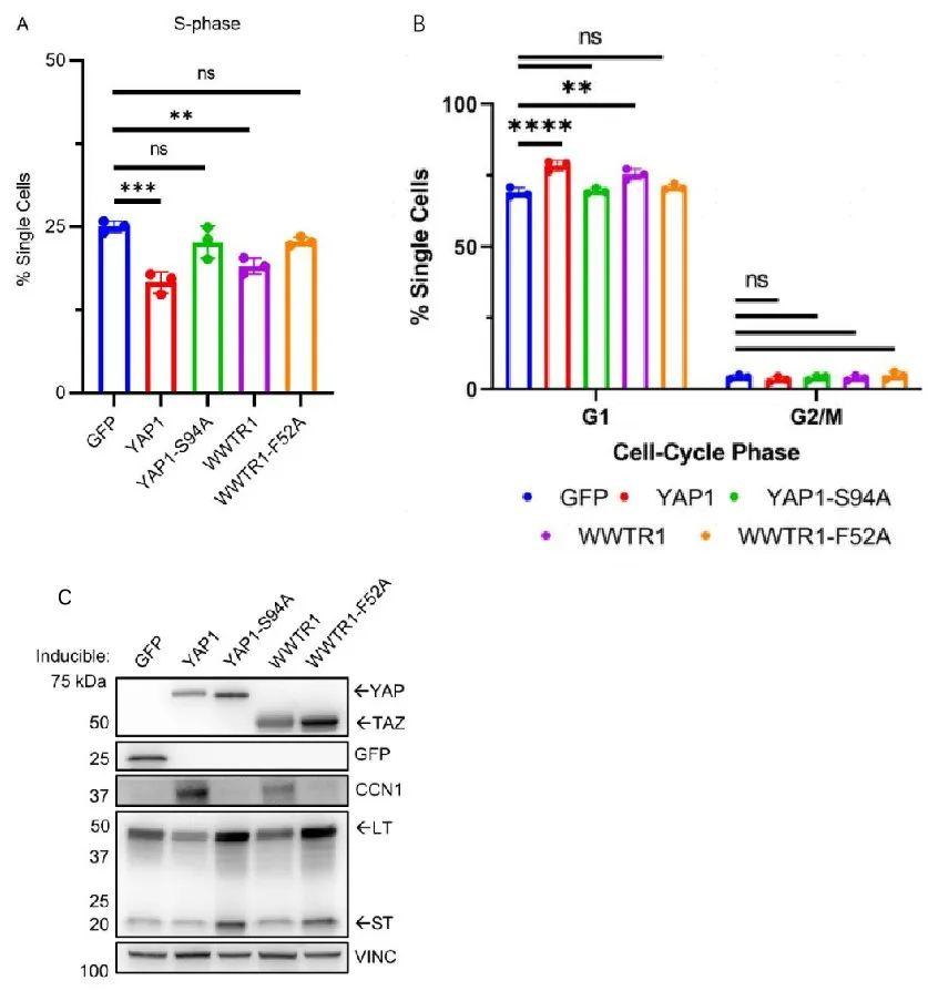 单细胞技术揭示默克尔细胞癌YAP1和WWTR1表达特异性 - 知乎