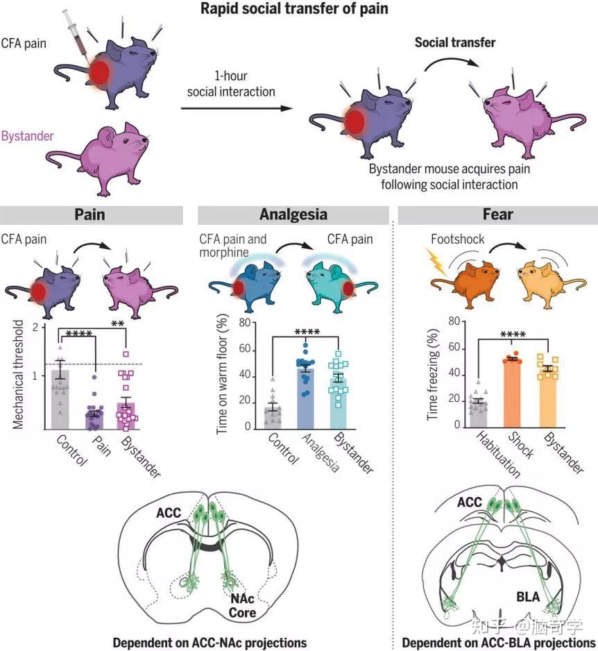 Science：共情研究新突破，斯坦福大学团队发现传递疼痛和恐惧的两条特异性神经环路 - 知乎