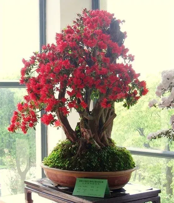 杜鹃花的鉴赏与养护管理，值得收藏 - 知乎