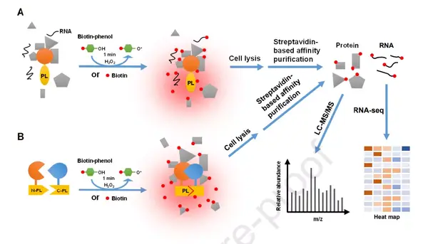 邻近标记技术：研究植物蛋白互作的利器 - 知乎