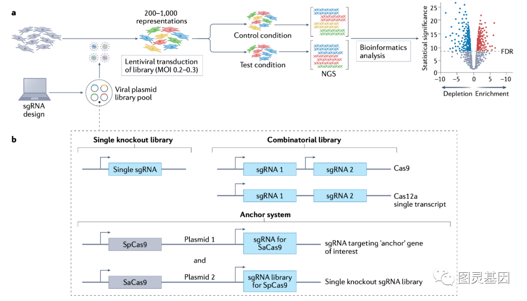 Nat Rev | CRISPR-Cas筛选革新DNA修复研究和癌症治疗 - 知乎