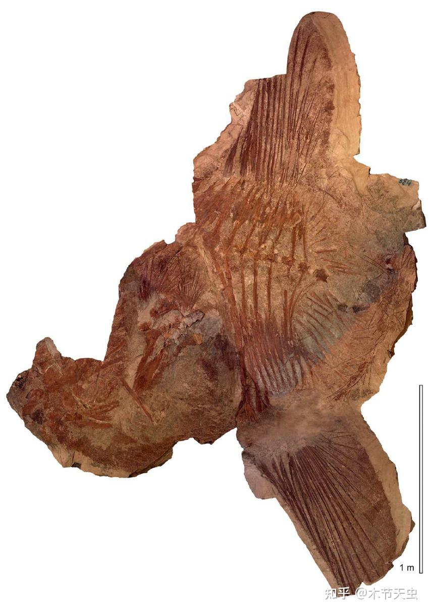 【鲀形目的演化史·其二】翻车鱼科 - 知乎