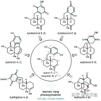 北大杨震/张仲超团队Angew：1,4-苯醌的Norrish-Yang光环化反应，助力倍半萜醌/氢醌类天然产物全合成 - 知乎